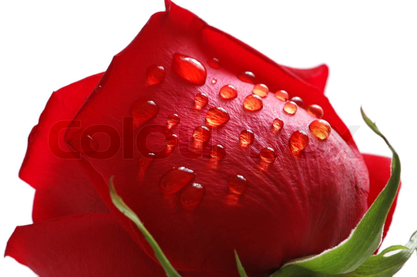 Rød rose med vand dråber isoleret på hvidt | Stock foto | Colourbox