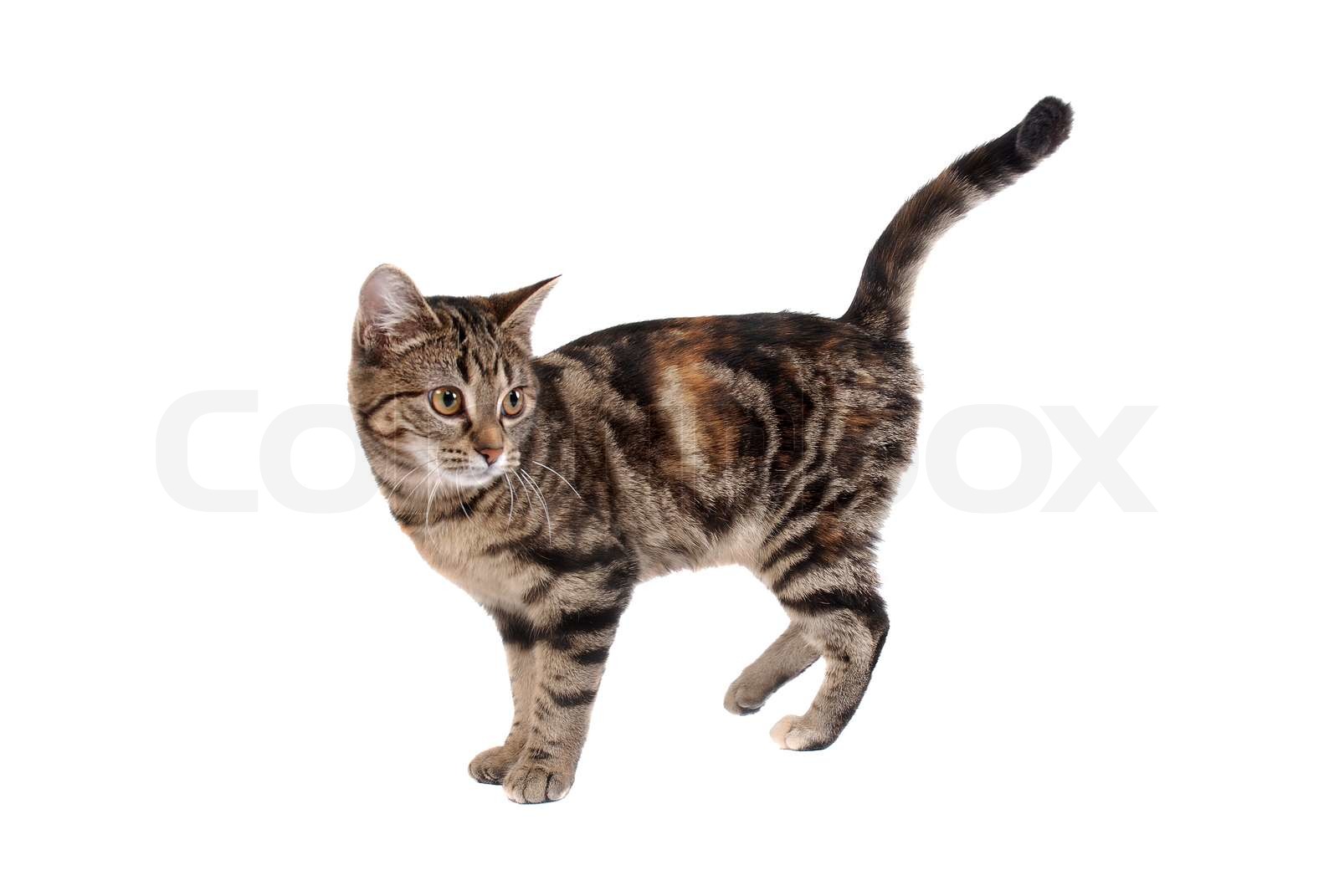 Eine getigerte Katze isoliert auf weiß | Stock Bild | Colourbox