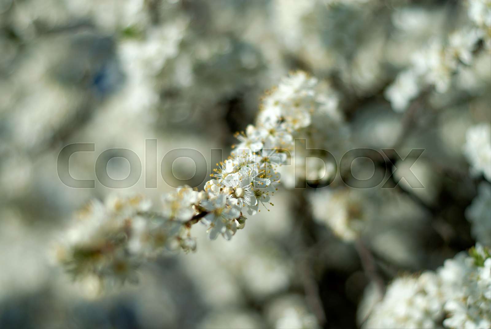 Beautiful Floral Border white Flower design for decor | Stock image ...