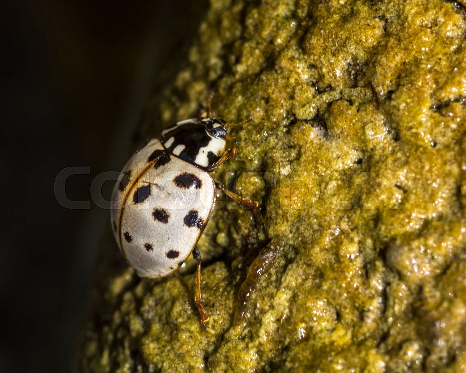 Giant Ladybug | Stock image | Colourbox