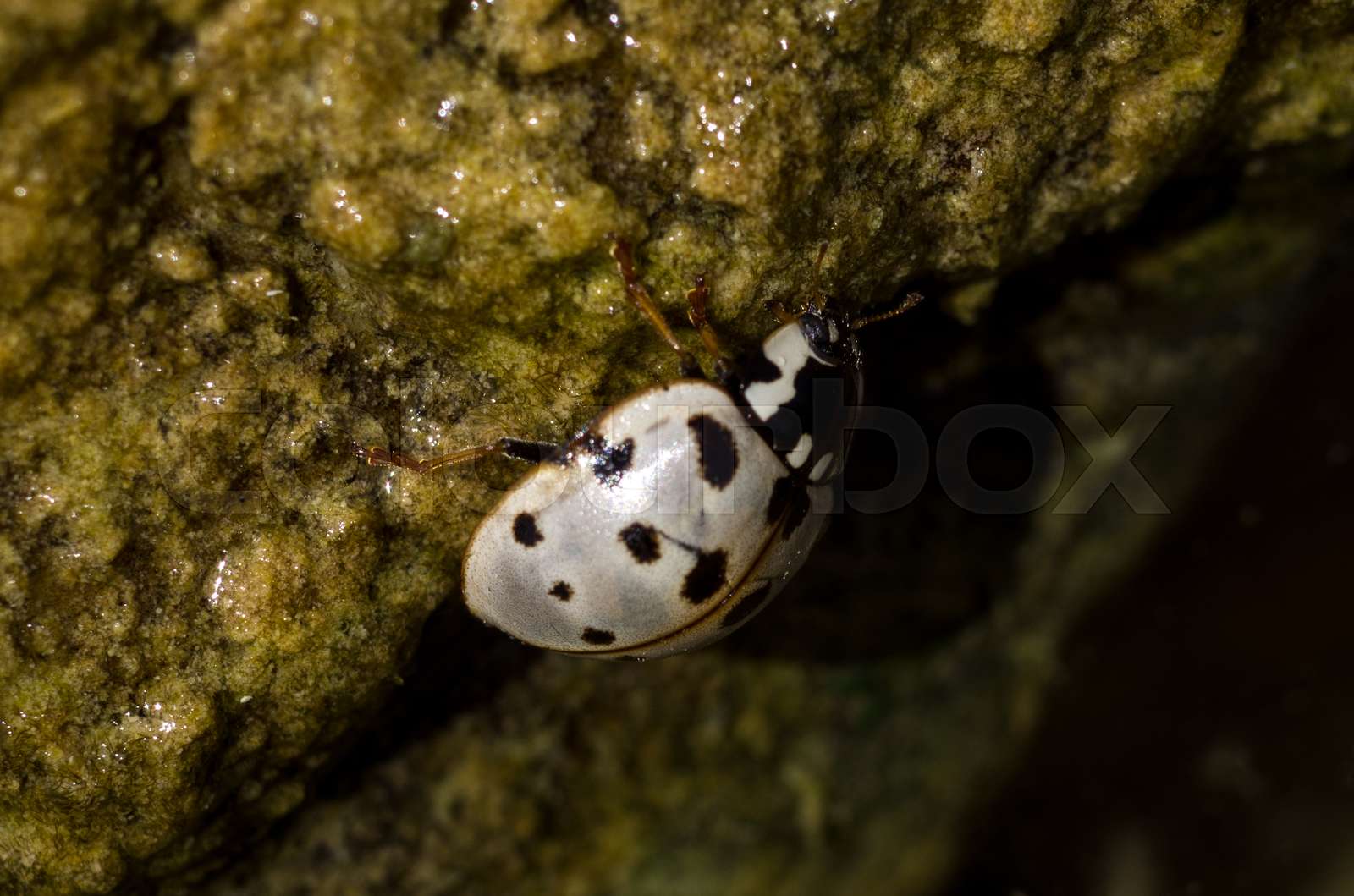 Giant Ladybug | Stock image | Colourbox