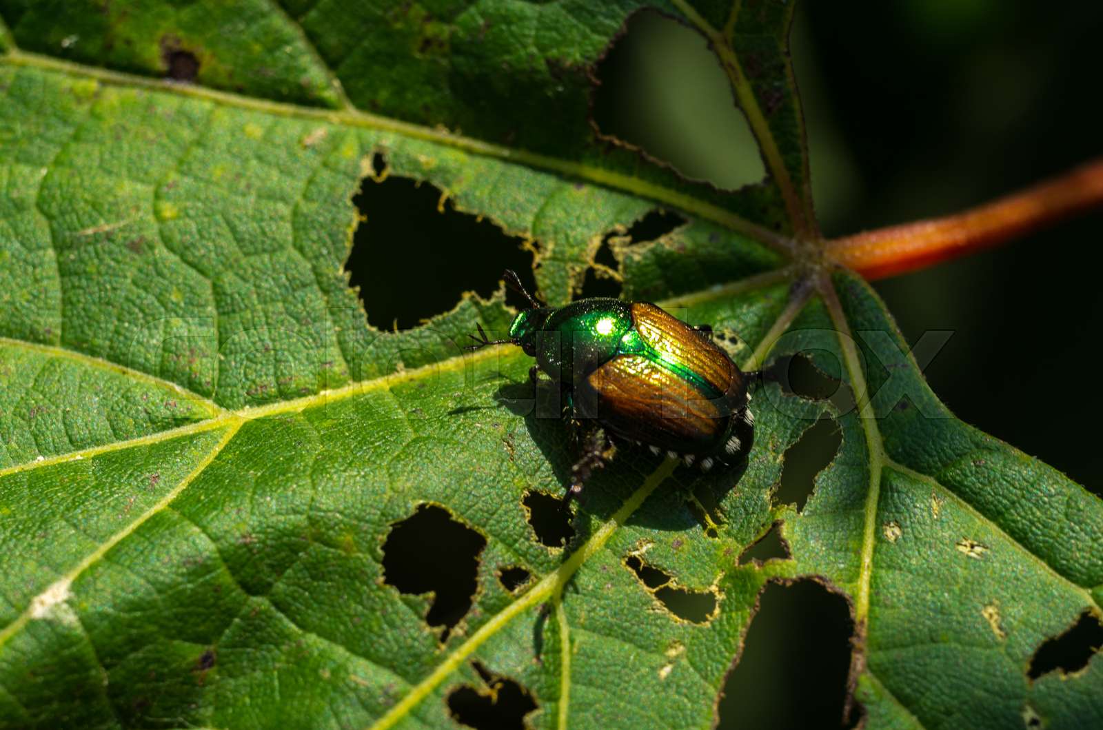 Shining Leaf Chafer Beetle | Stock image | Colourbox