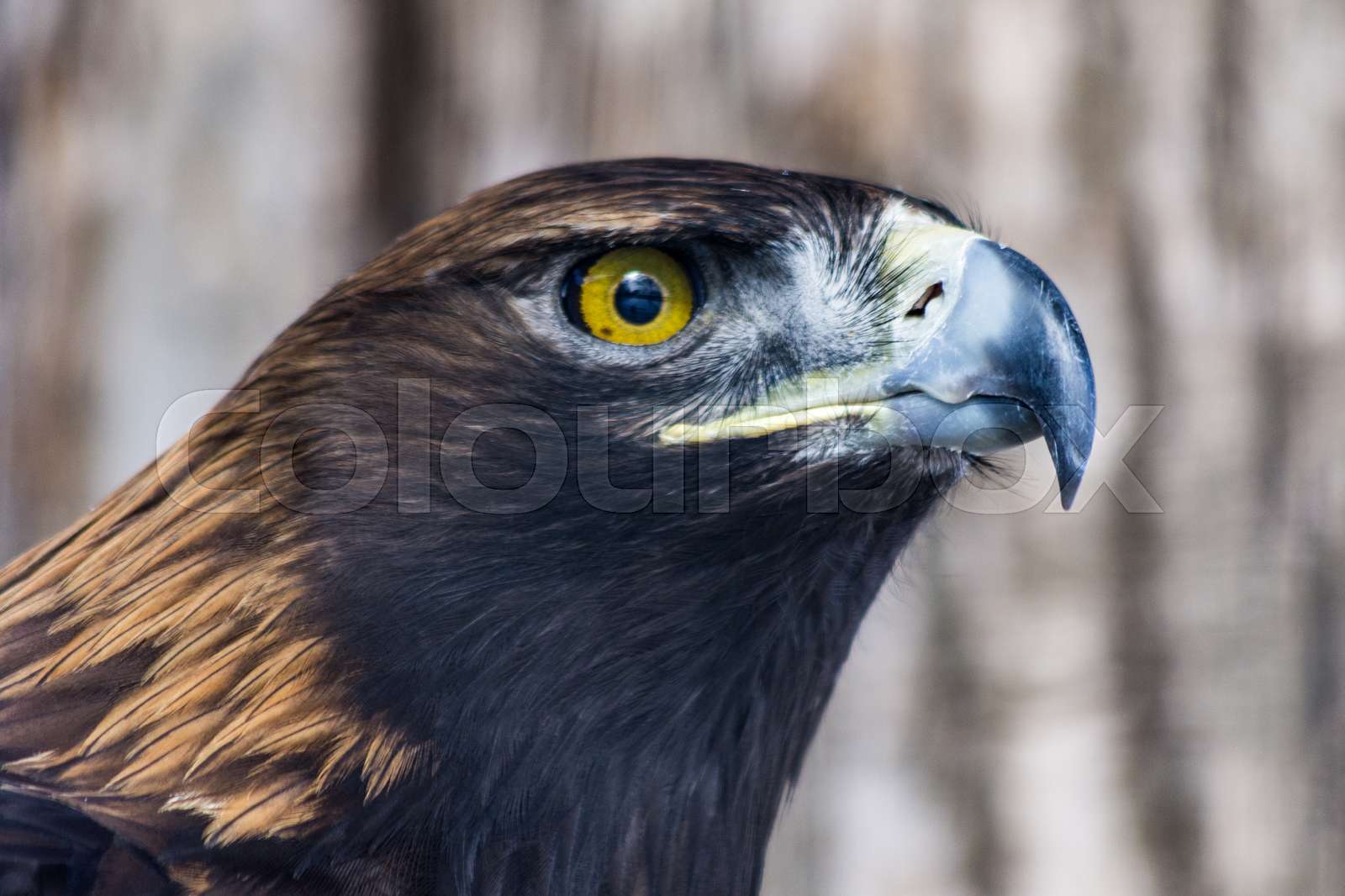 Golden Eagle | Stock image | Colourbox