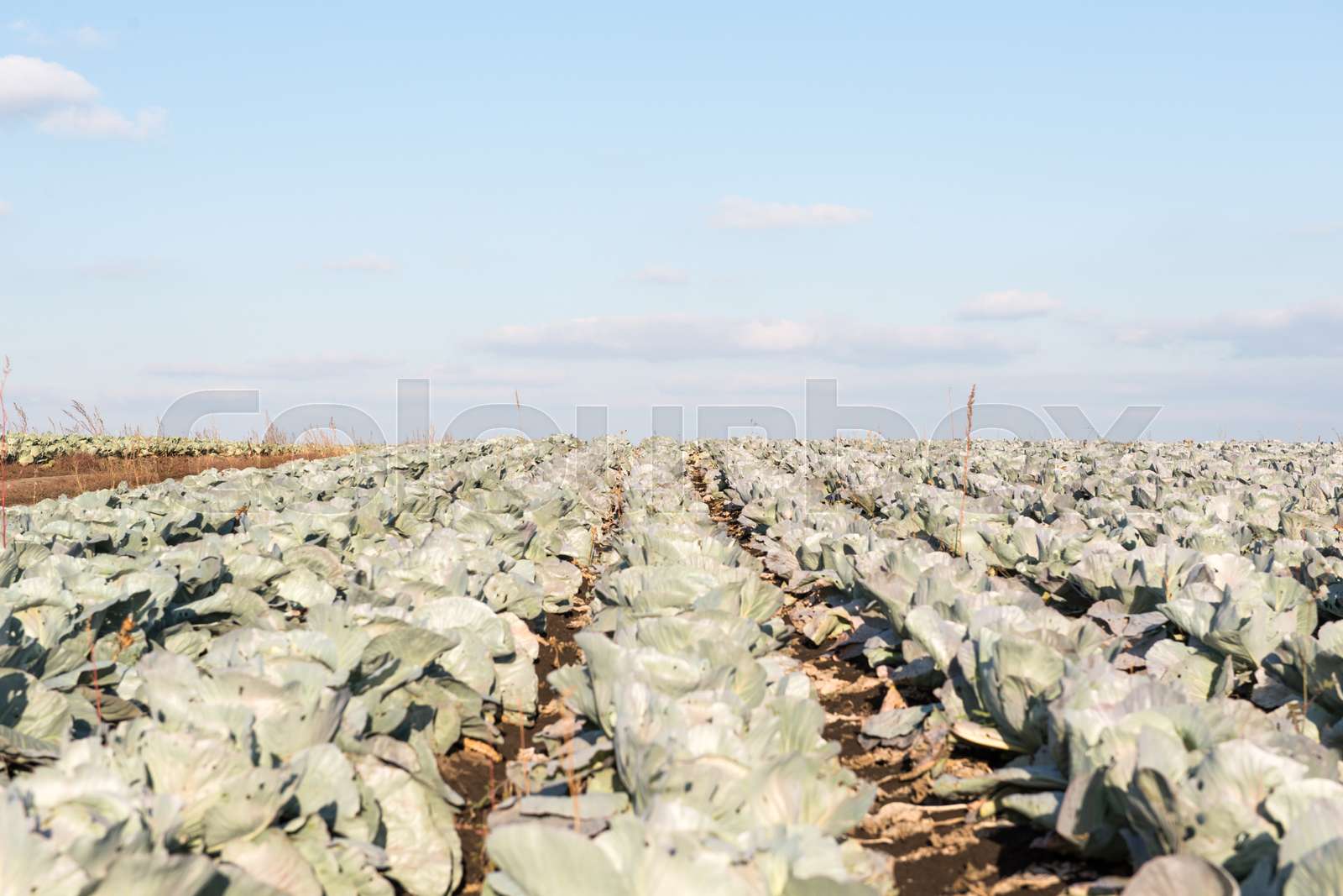 cabbage growing on the farm | Stock image | Colourbox
