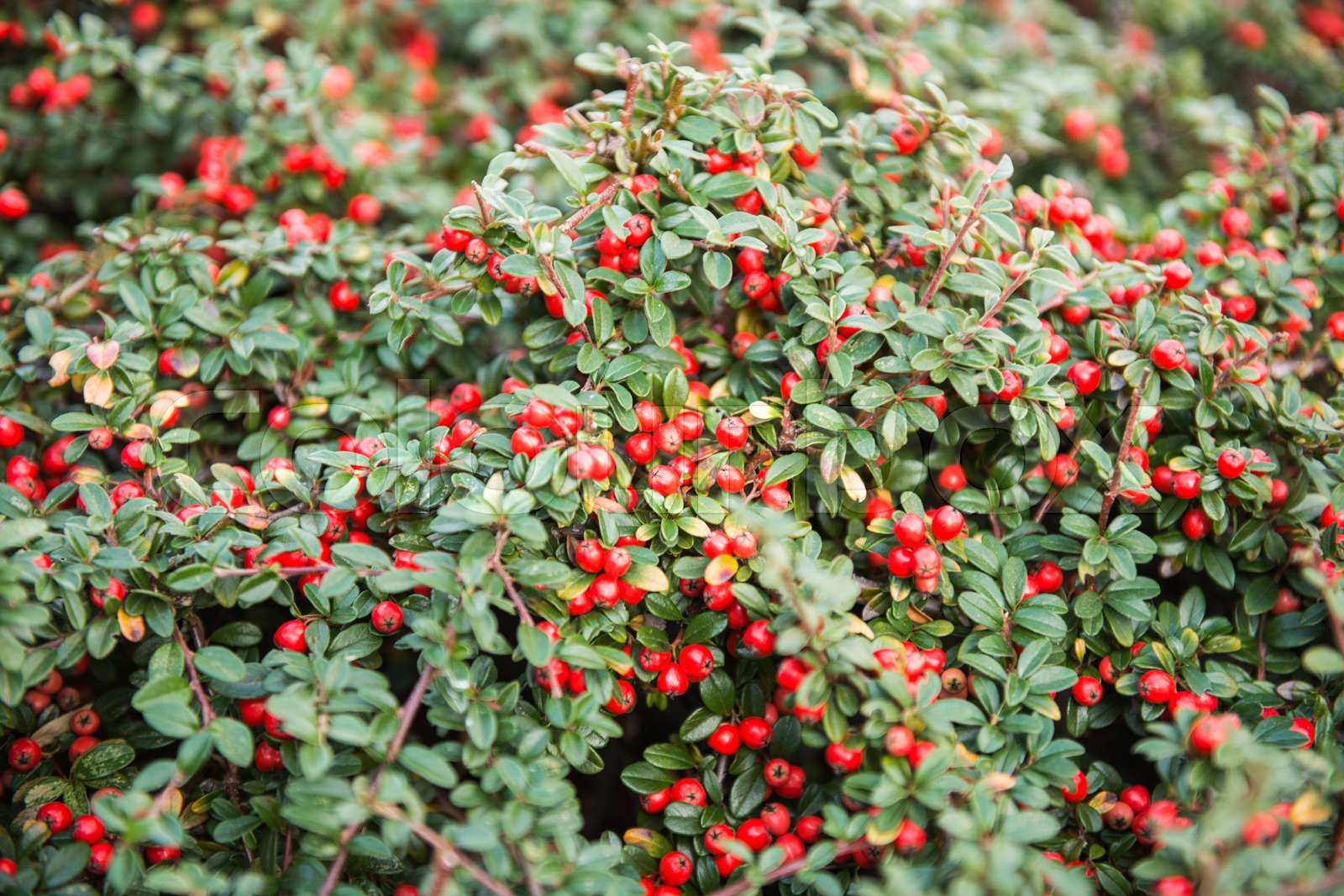 Cotoneaster conspicuus (Tibetan cotoneaster) | Stock image | Colourbox