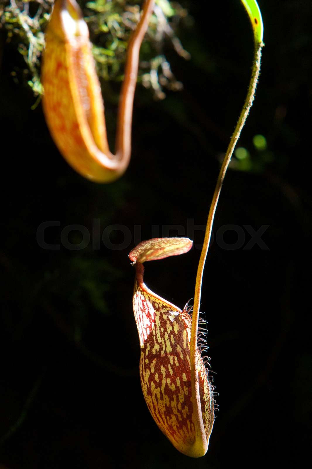 Nepenthes Alata Flower or Pitcher Plant | Stock image | Colourbox
