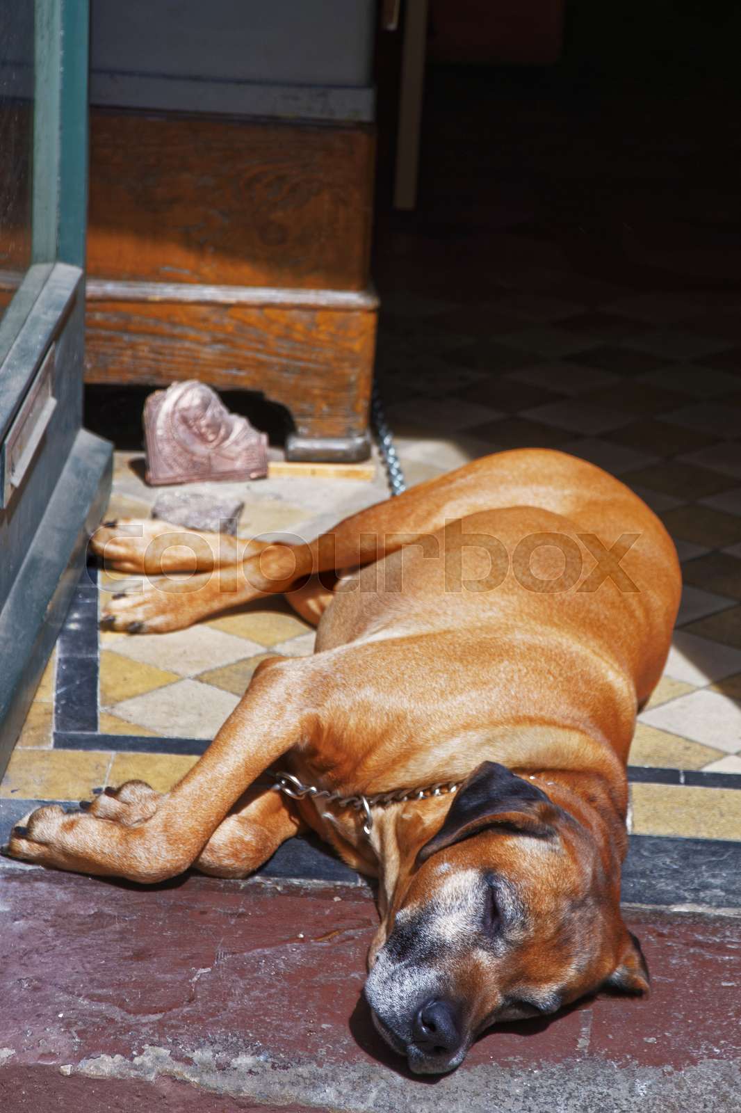 Dog dozing in city center of Baden Baden Germany | Stock image | Colourbox