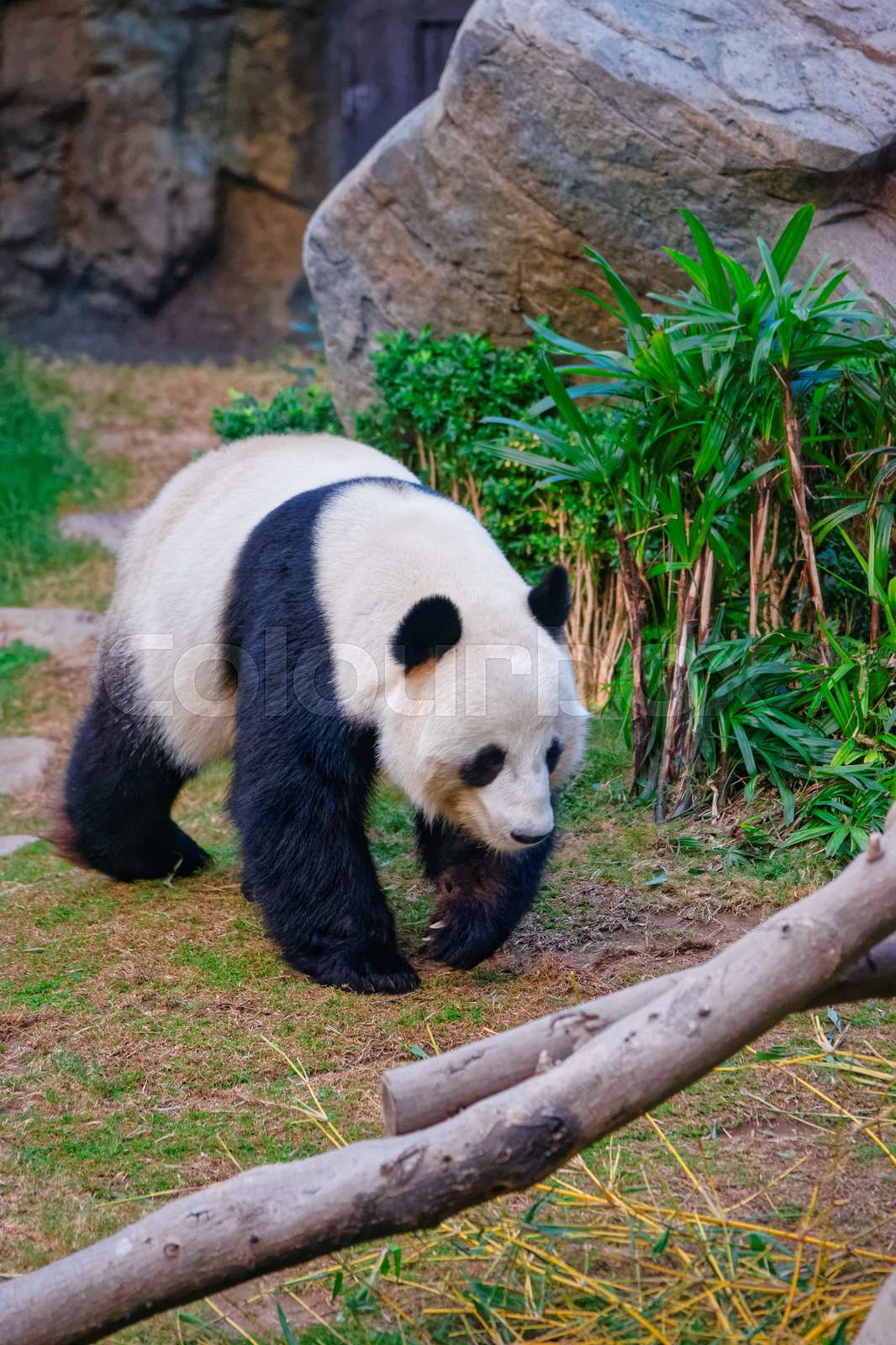 Black and white panda in Ocean Park HK | Stock image | Colourbox