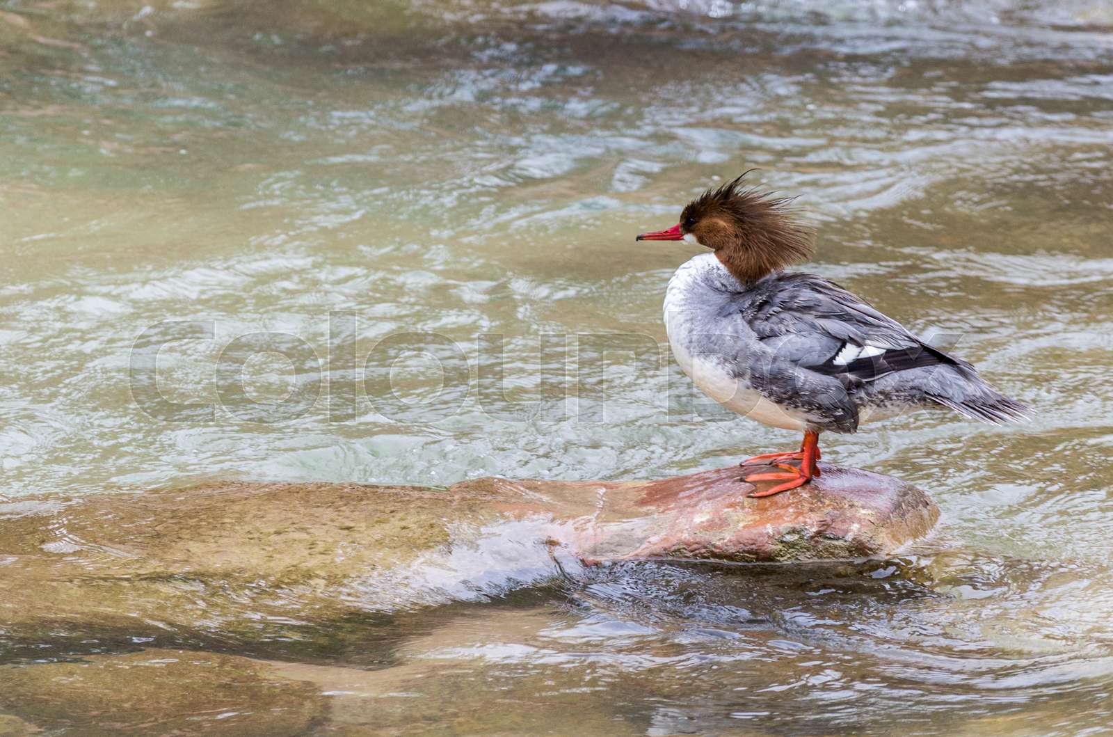 Hen Common Merganser