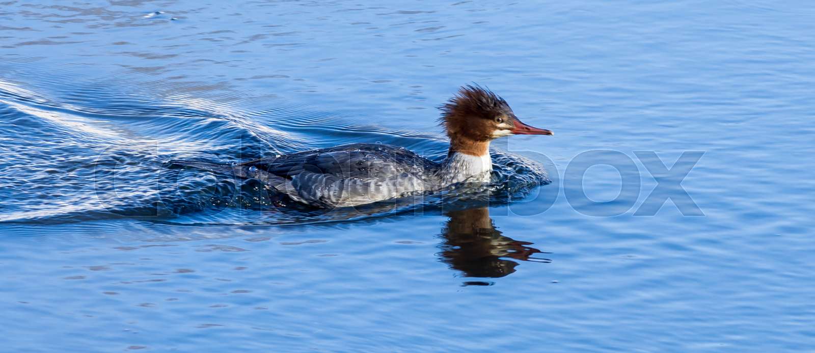 Merganser Hen | Stock image | Colourbox