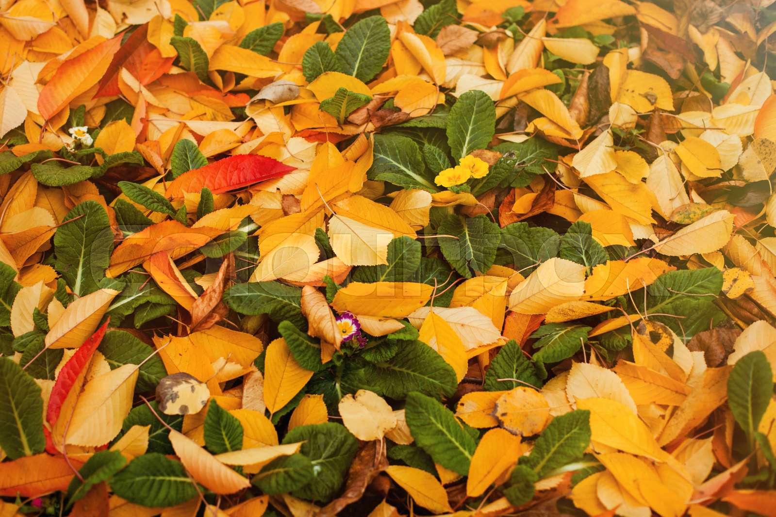 Fallen leaves of trees | Stock image | Colourbox