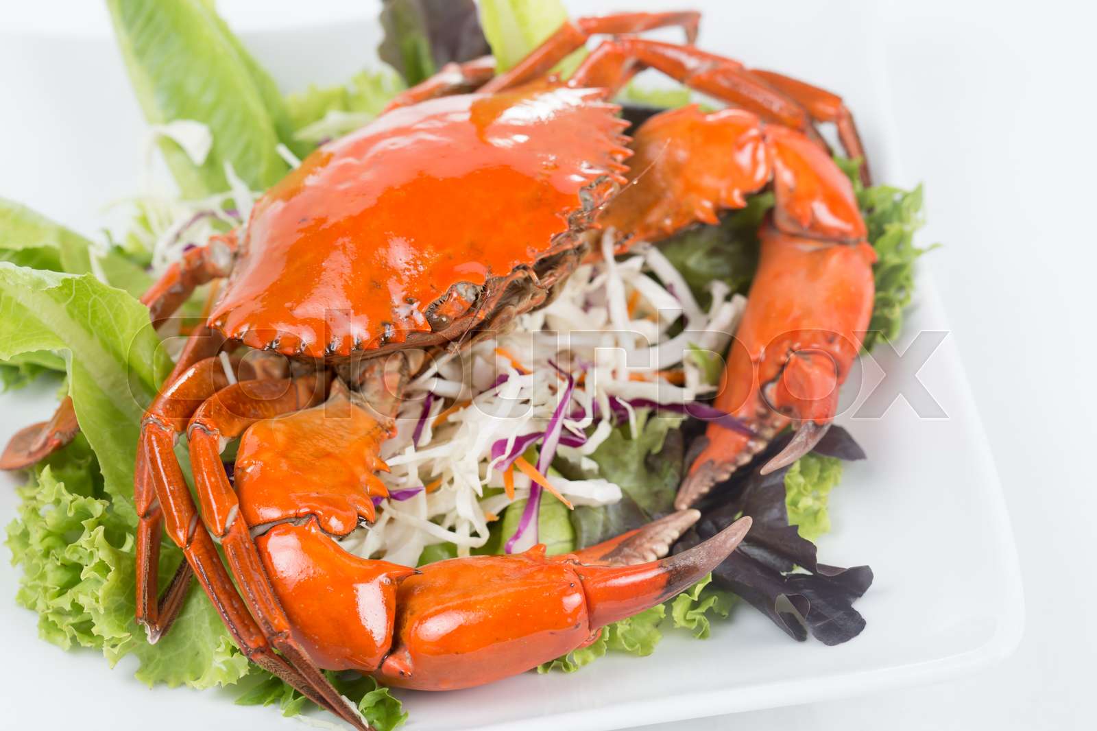 Steamed Crab | Stock image | Colourbox