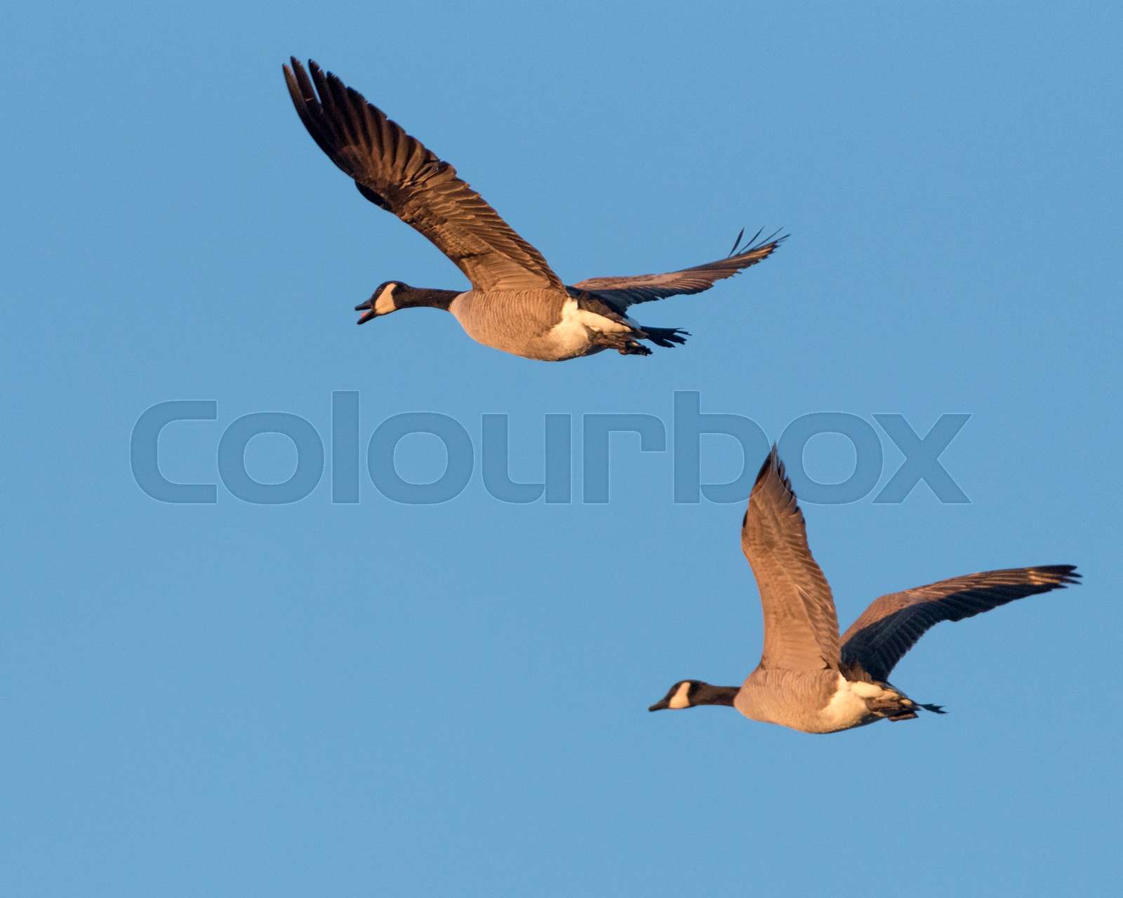 Canada Geese in Flight | Stock image | Colourbox