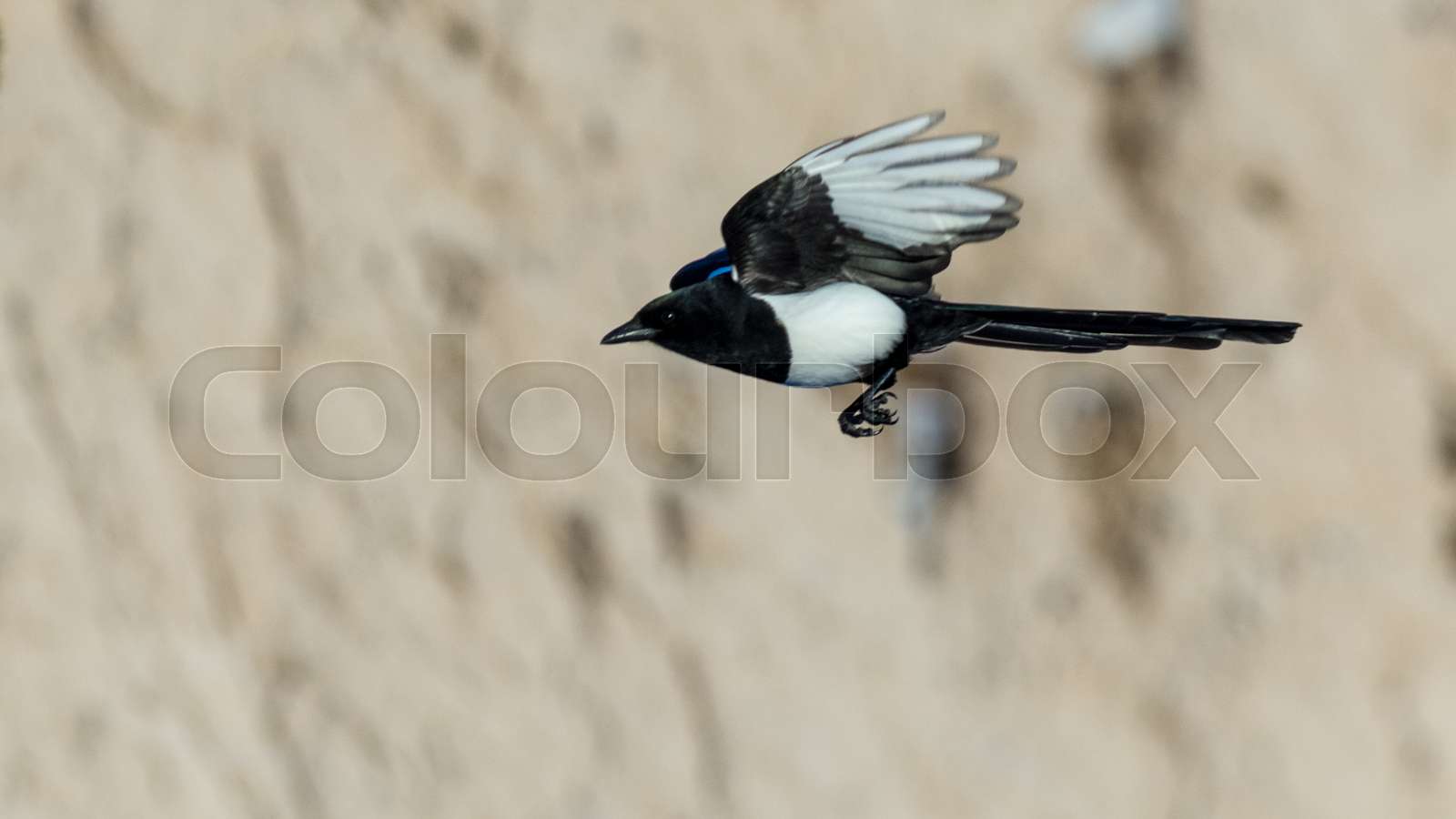 Magpie in Flight | Stock image | Colourbox