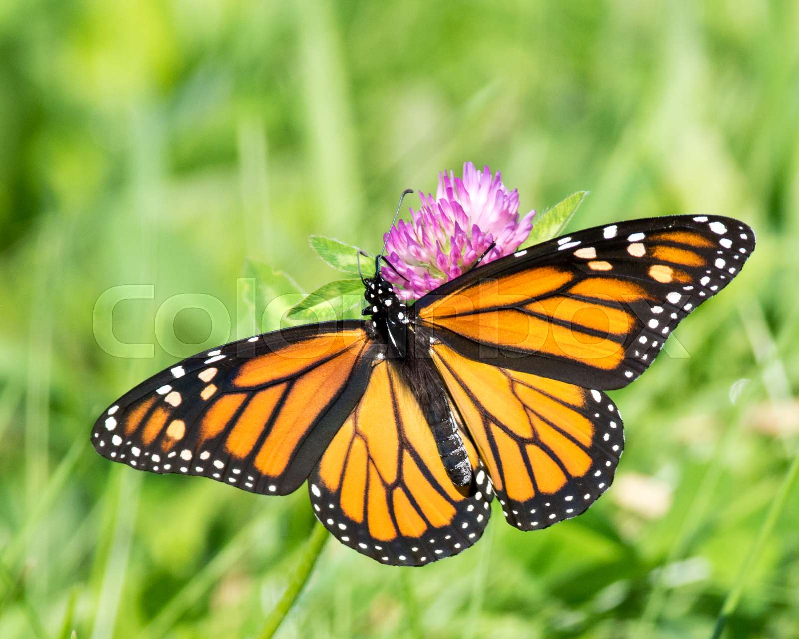 Monarch Butterfly on a Clover Flower | Stock image | Colourbox