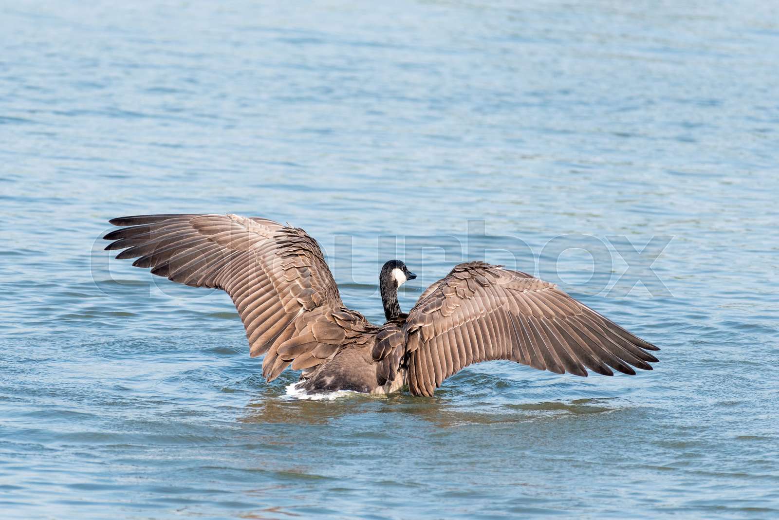 Canada Goose Spreads its Wings | Stock image | Colourbox