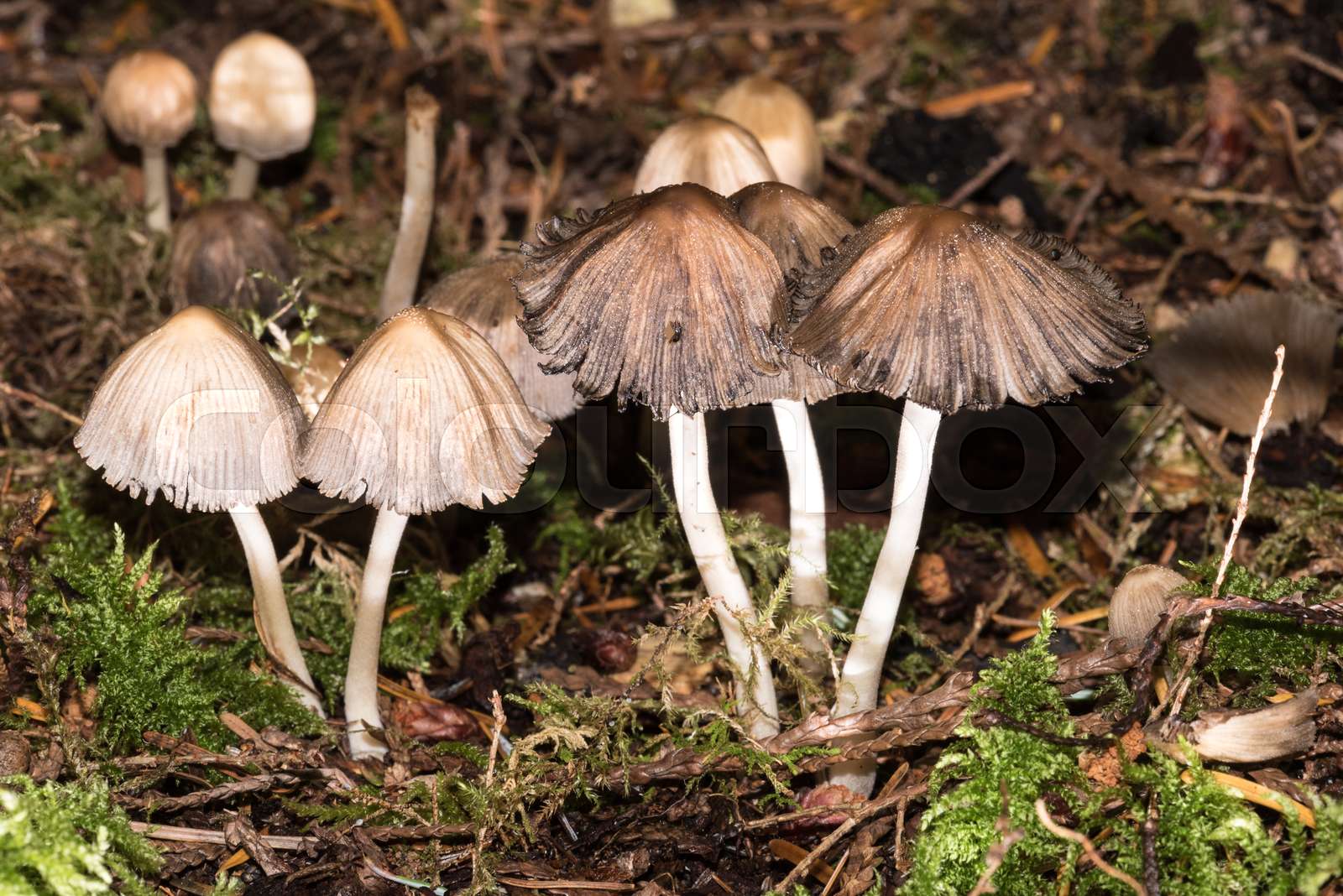 Family of Conical Mushrooms | Stock image | Colourbox