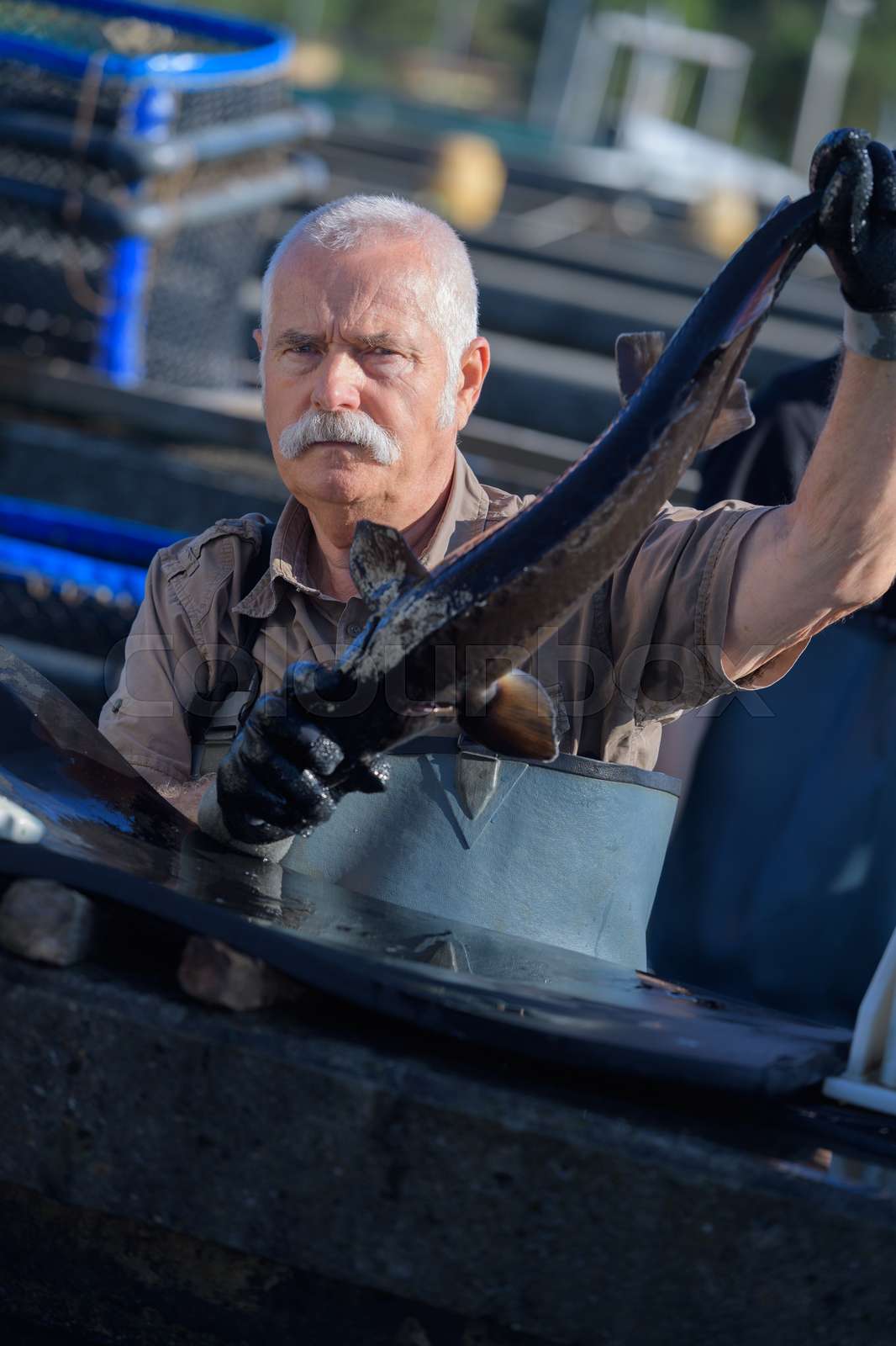 old man hand holding a fish | Stock image | Colourbox