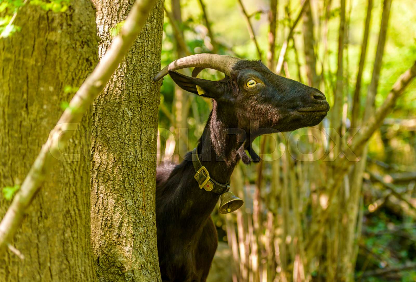 Black goat stretching its neck | Stock image | Colourbox