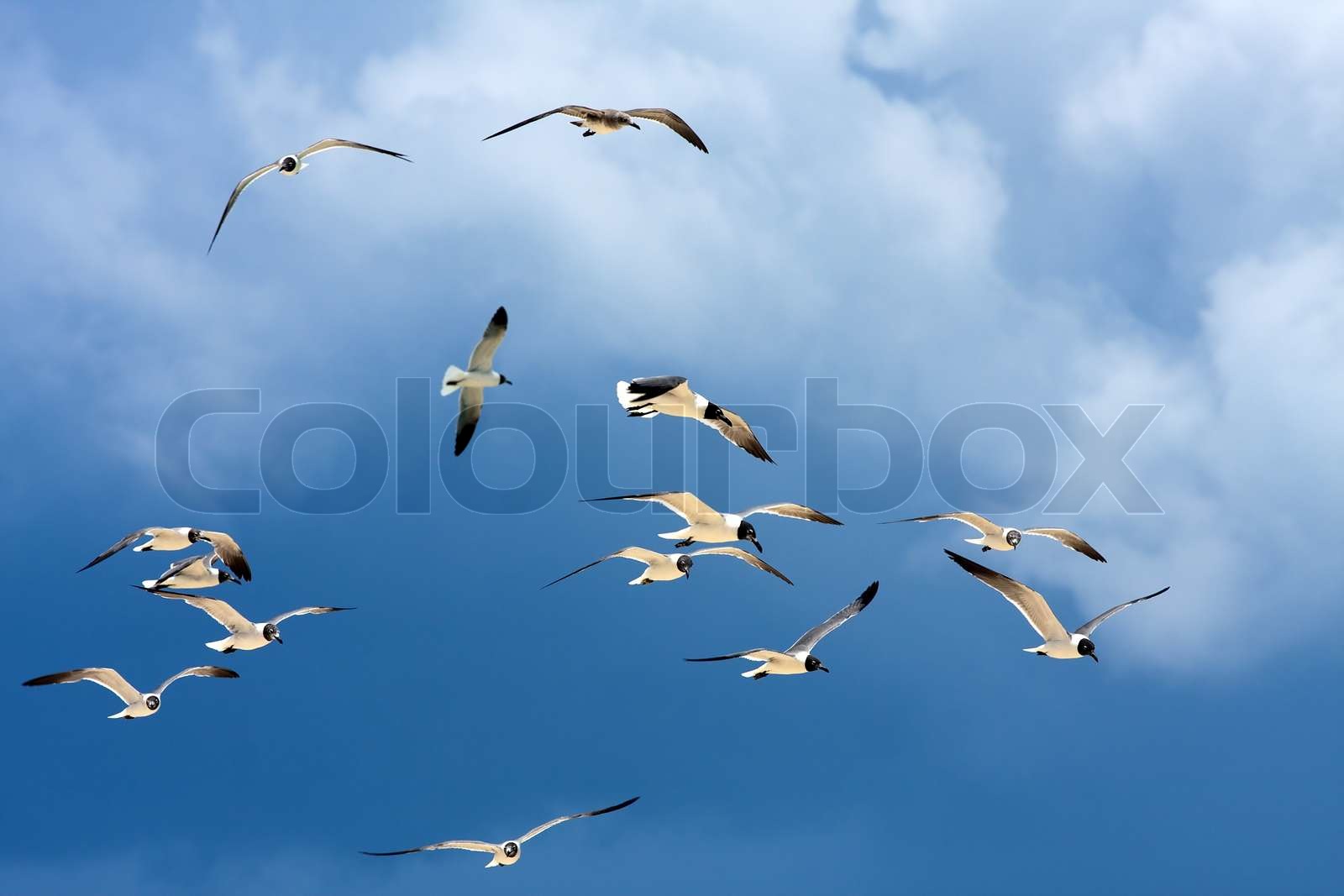 En flok Caribbean måger flyvende over en | Stock foto | Colourbox