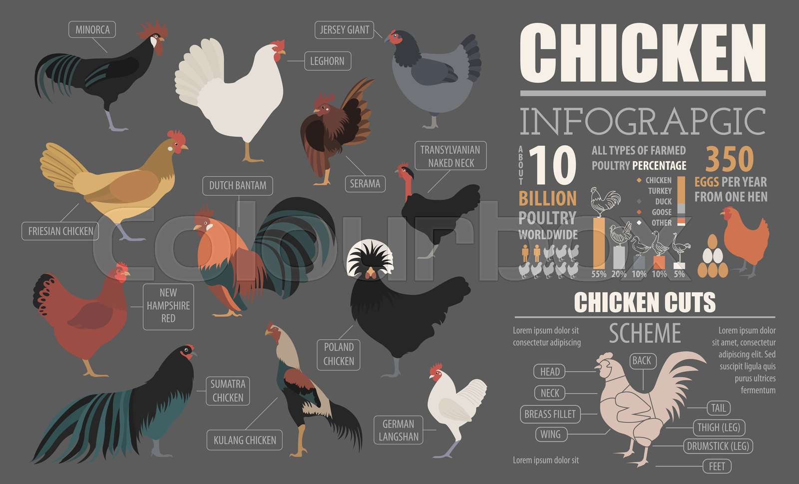 Poultry farming infographic template. Chicken breeding. Flat design ...