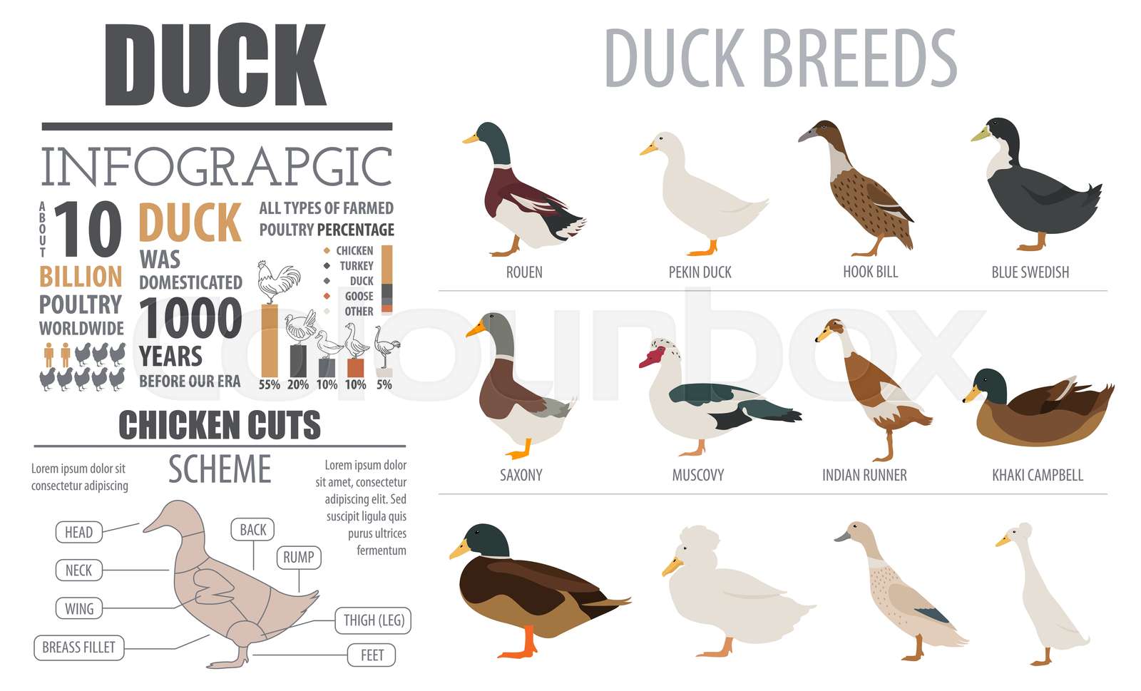 Poultry Farming Infographic Template Duck Breeding Flat Design
