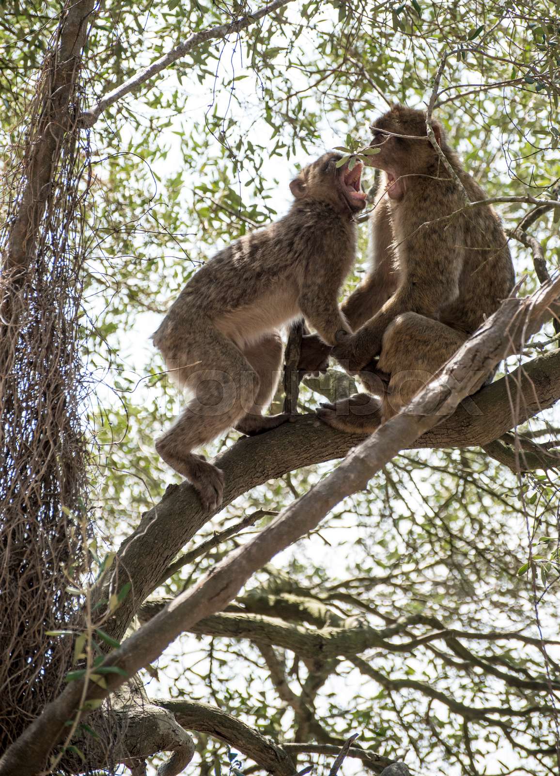 Monkey fight | Stock image | Colourbox