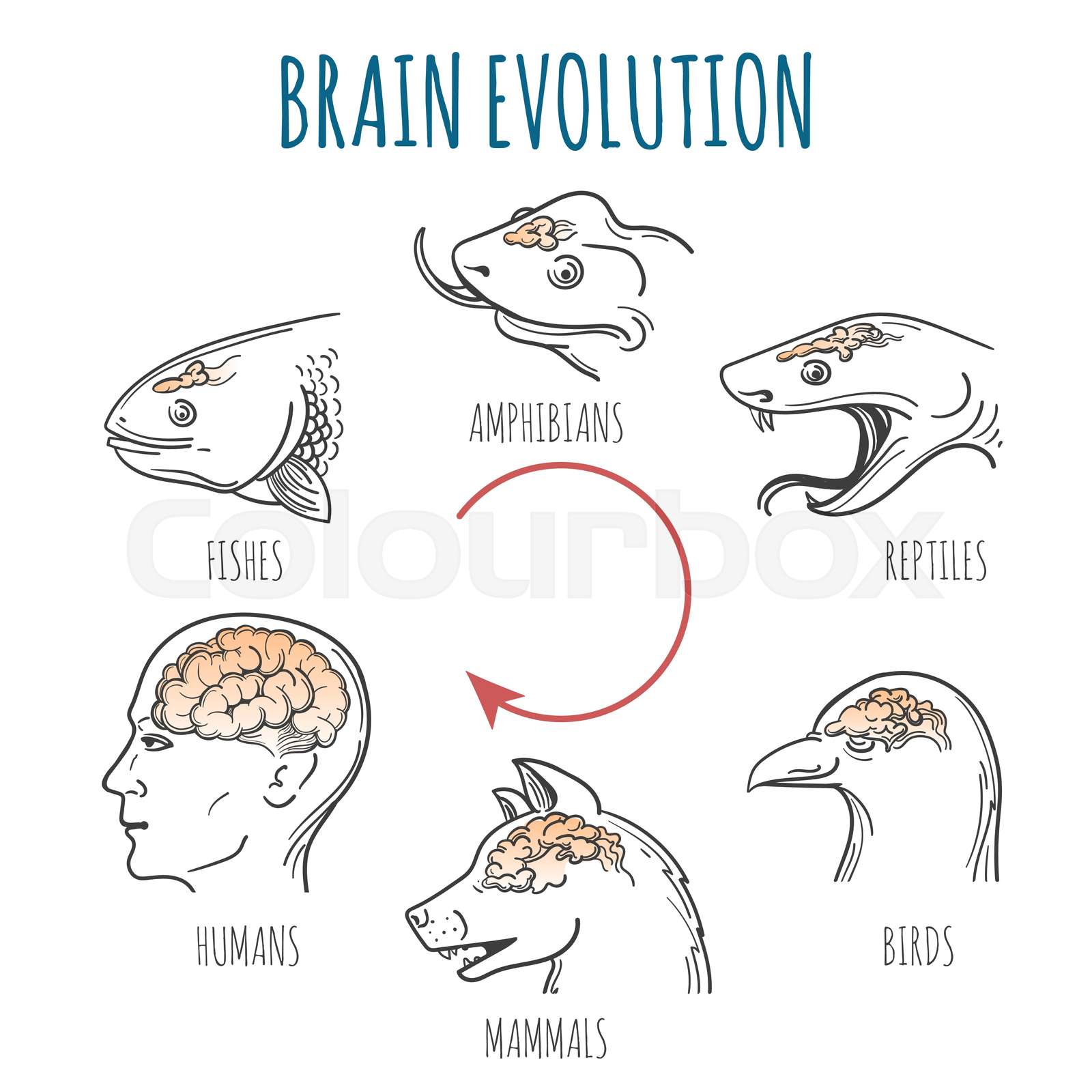 Brain Evolution illustration | Stock vector | Colourbox