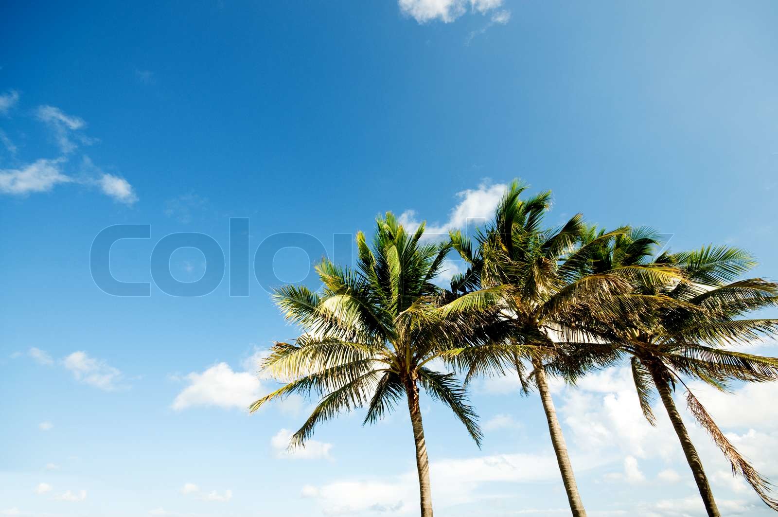 Palmen am Strand bei hellen Tag | Stock Bild | Colourbox