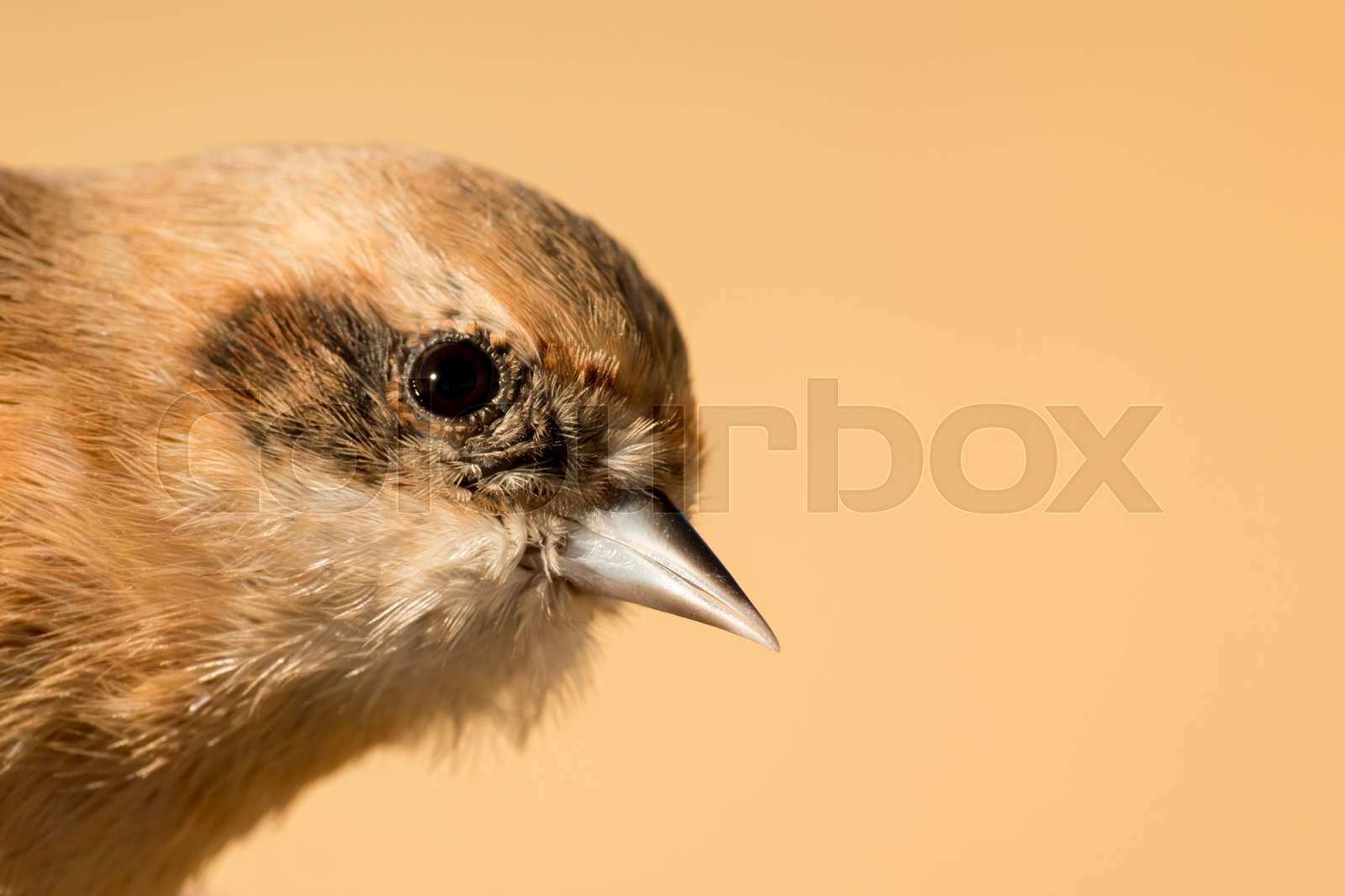 Profile of a little wild bird | Stock image | Colourbox