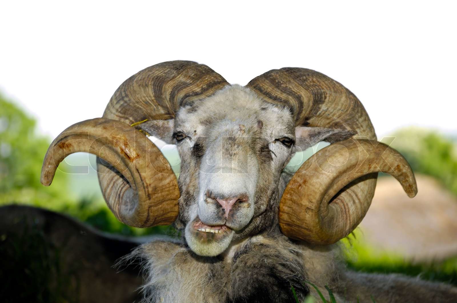Goat with big horns are resting under a tree | Stock image | Colourbox