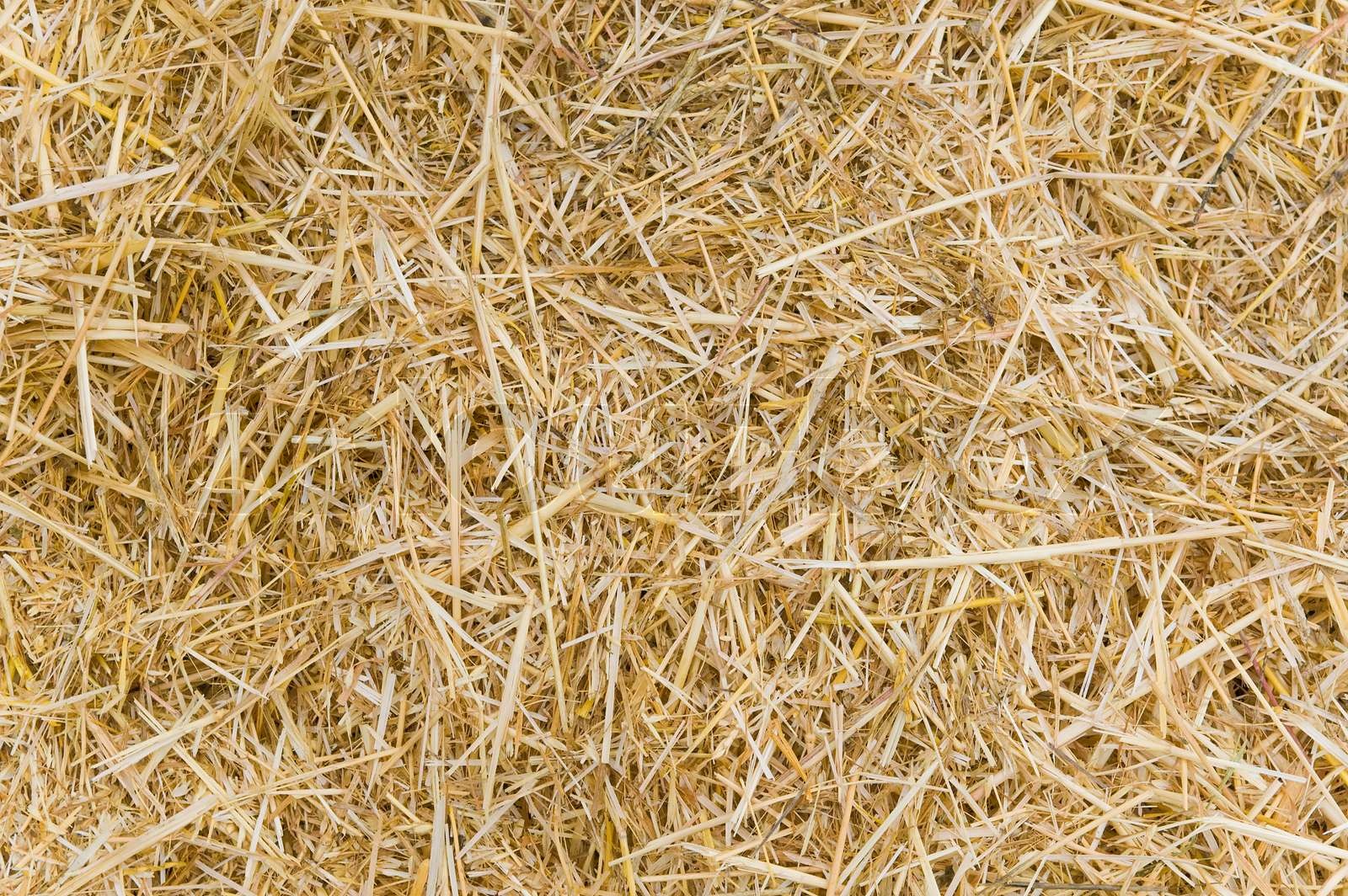 Stroh Closeup als Hintergrund | Stock Bild | Colourbox