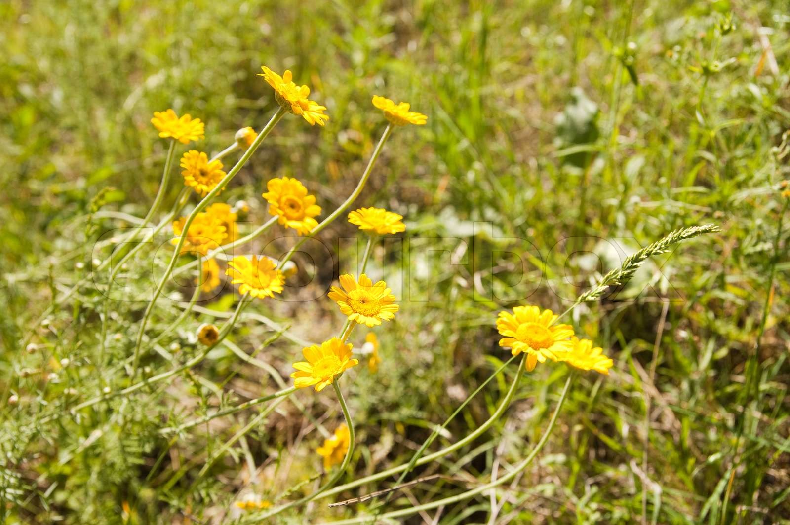 Wilde gelbe Blume in der Natur | Stock Bild | Colourbox
