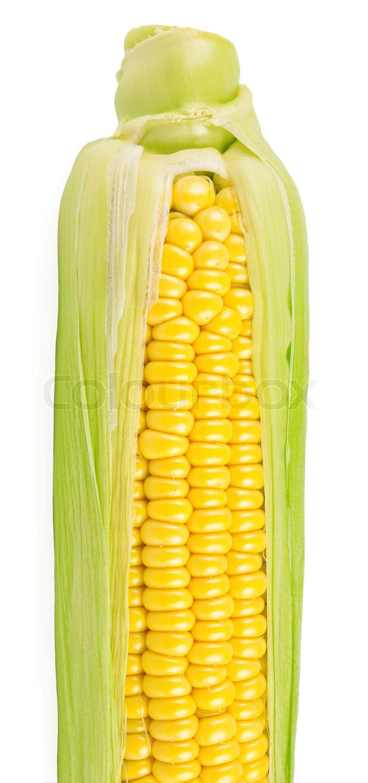 ear of corn with leaves isolated on white | Stock image | Colourbox