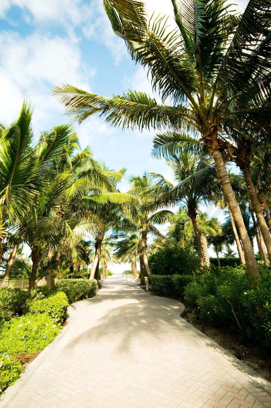 Palmen am Strand bei hellen Tag | Stock Bild | Colourbox