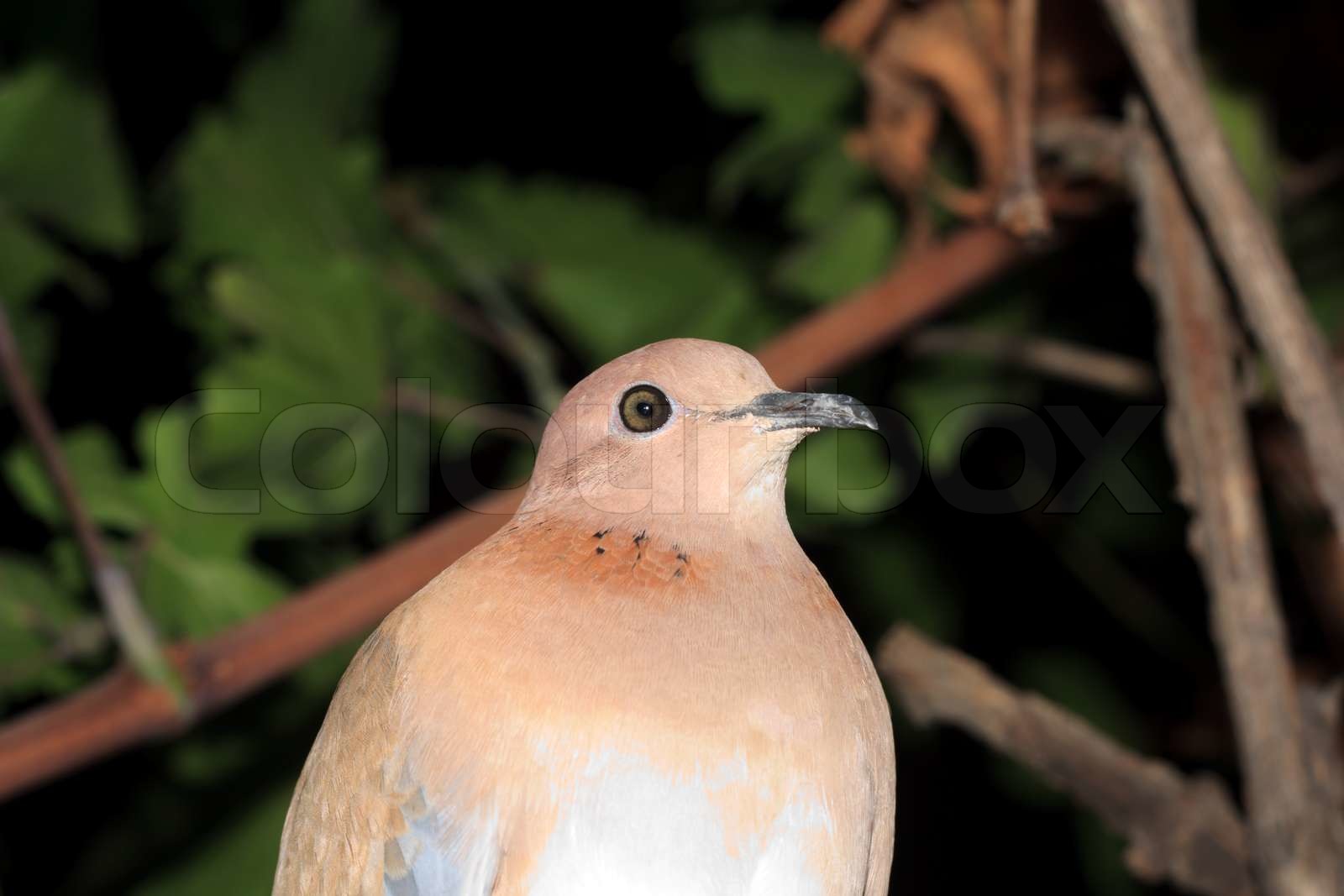 dove at night | Stock image | Colourbox