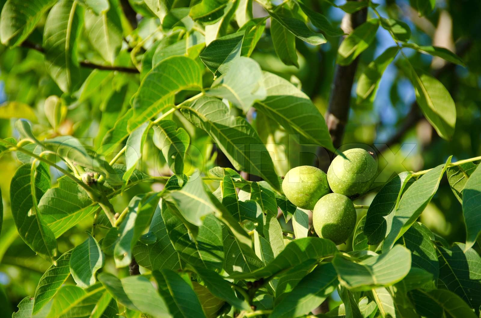 Green walnut fruits on tree | Stock image | Colourbox