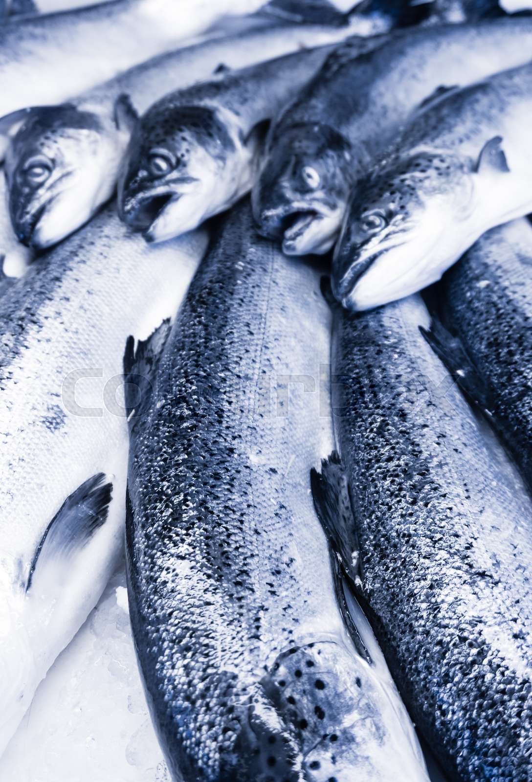 Fresh fish on ice. seafood at the fish market | Stock image | Colourbox