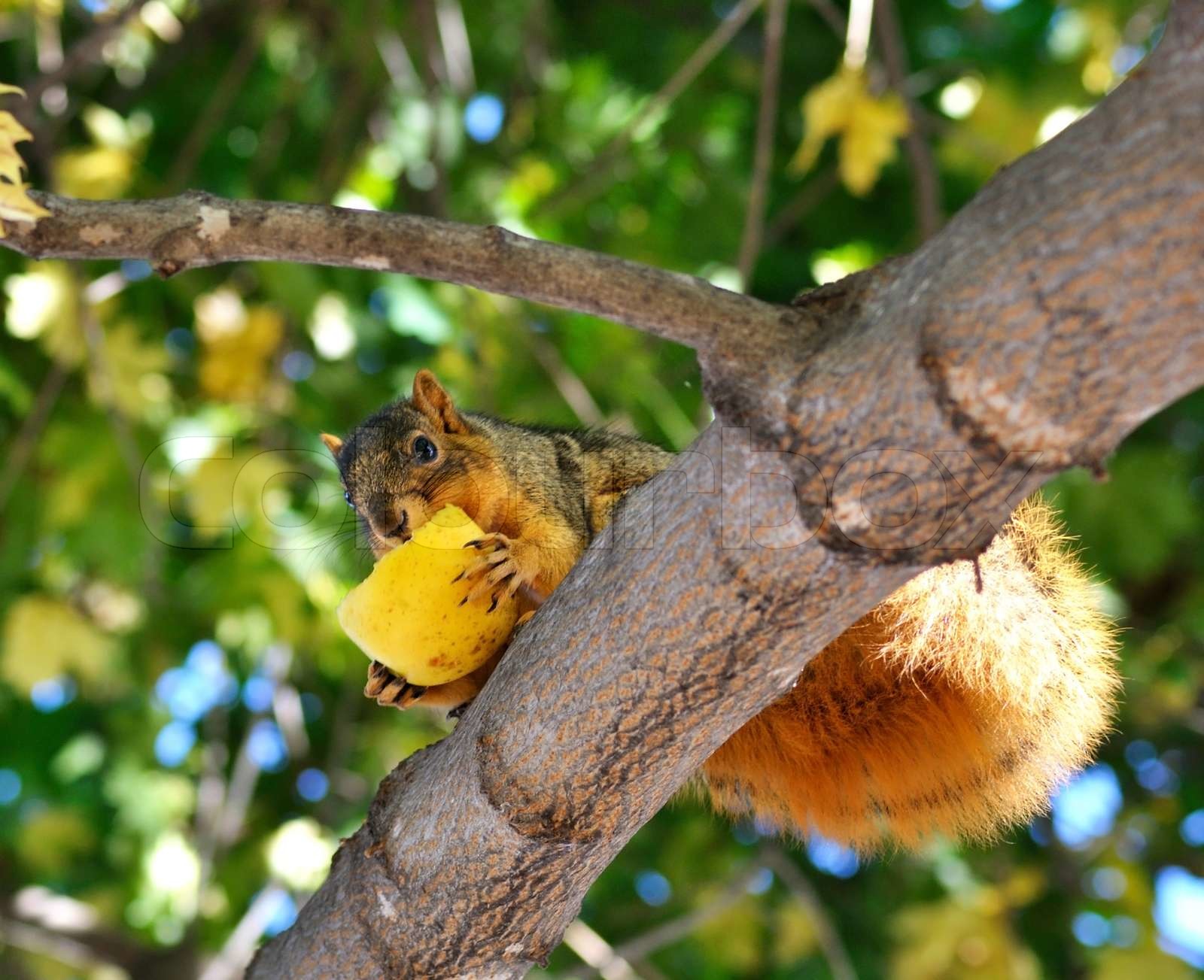 squirrel eating apple on the tree | Stock image | Colourbox