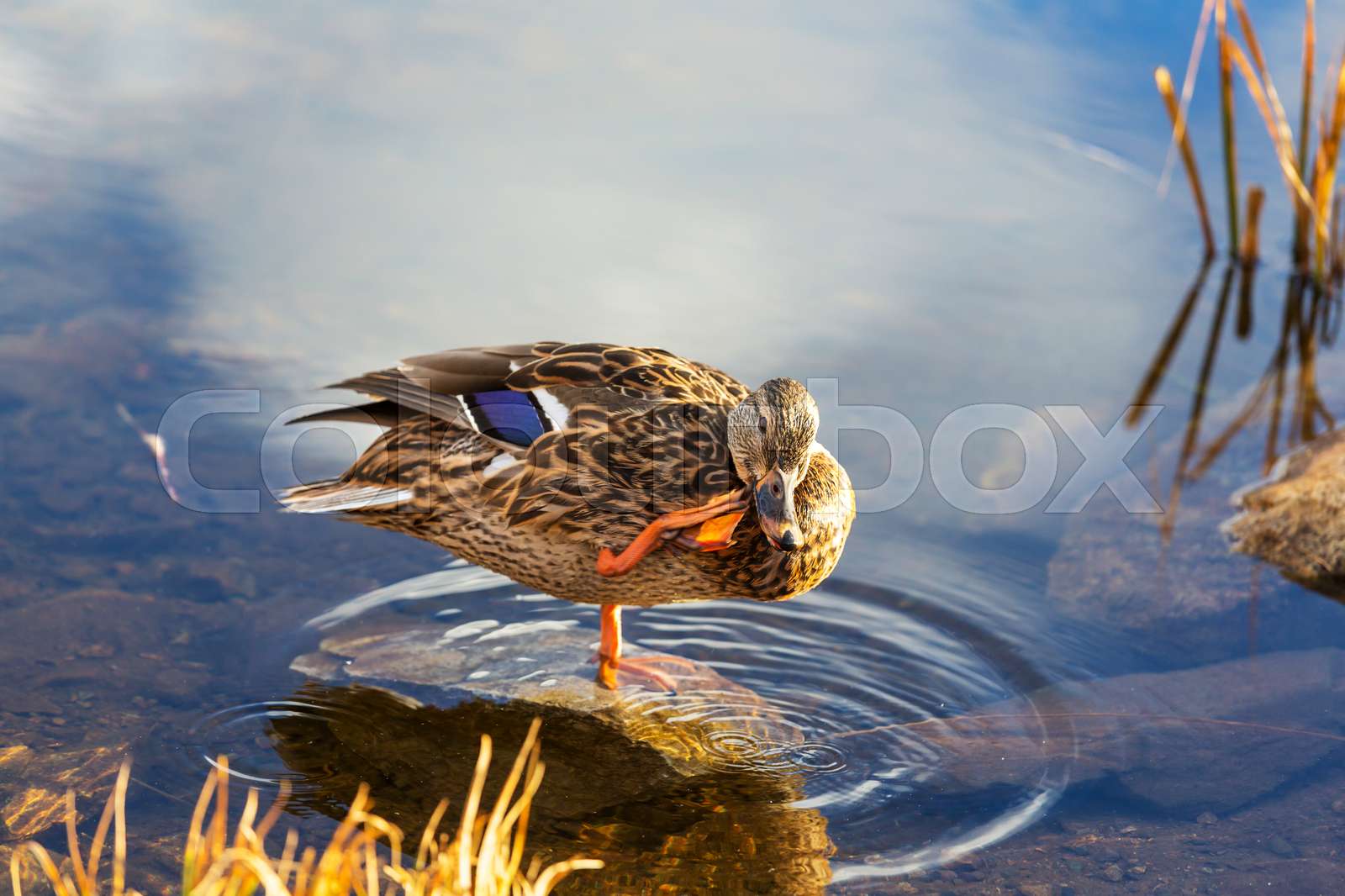 Duck | Stock image | Colourbox