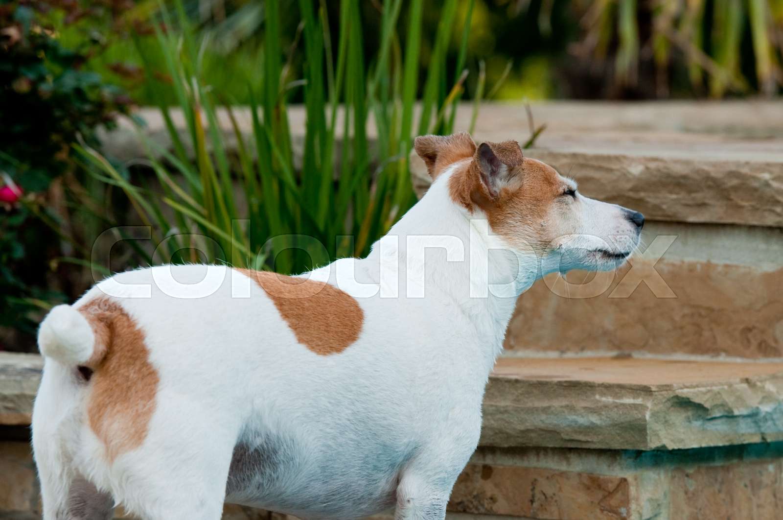 White and brown jack russell terrier with eyes closed outdoors | Stock ...