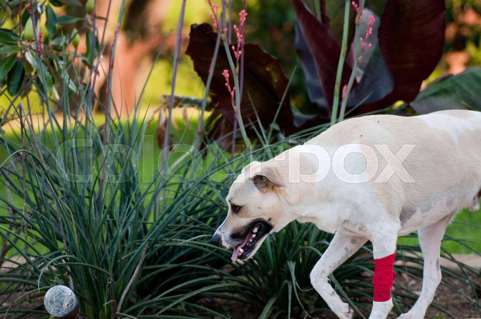 Large white dog with injured leg outdoors. | Stock image | Colourbox