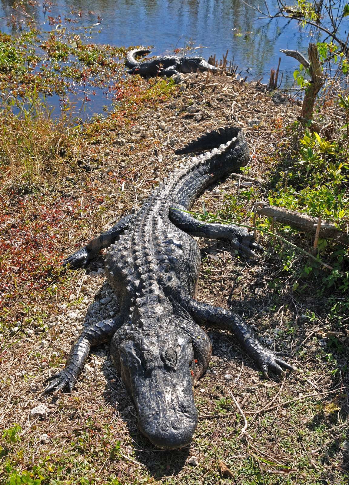 Two alligators sunbathing in the Everglades | Stock image | Colourbox