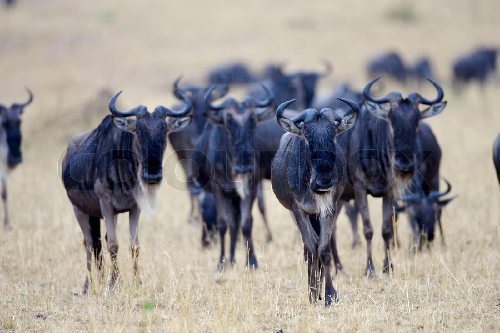 African Wilderbeast | Stock image | Colourbox