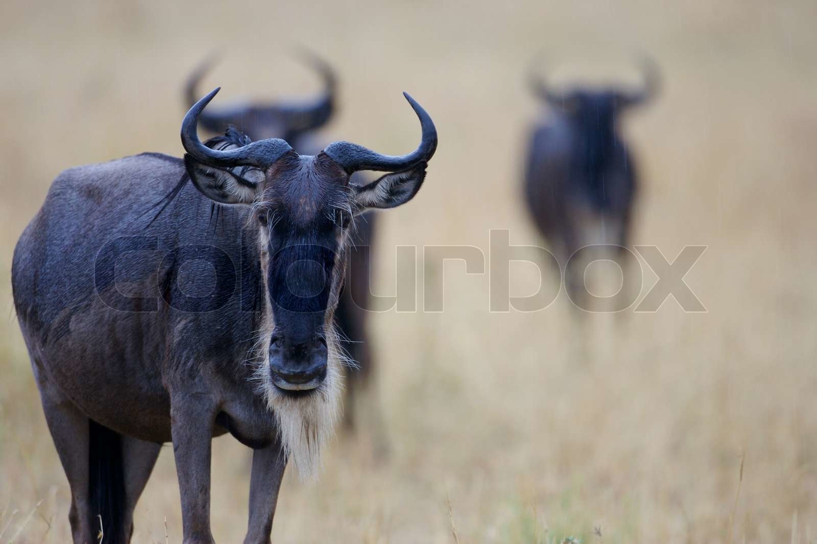 African Wilderbeast | Stock image | Colourbox