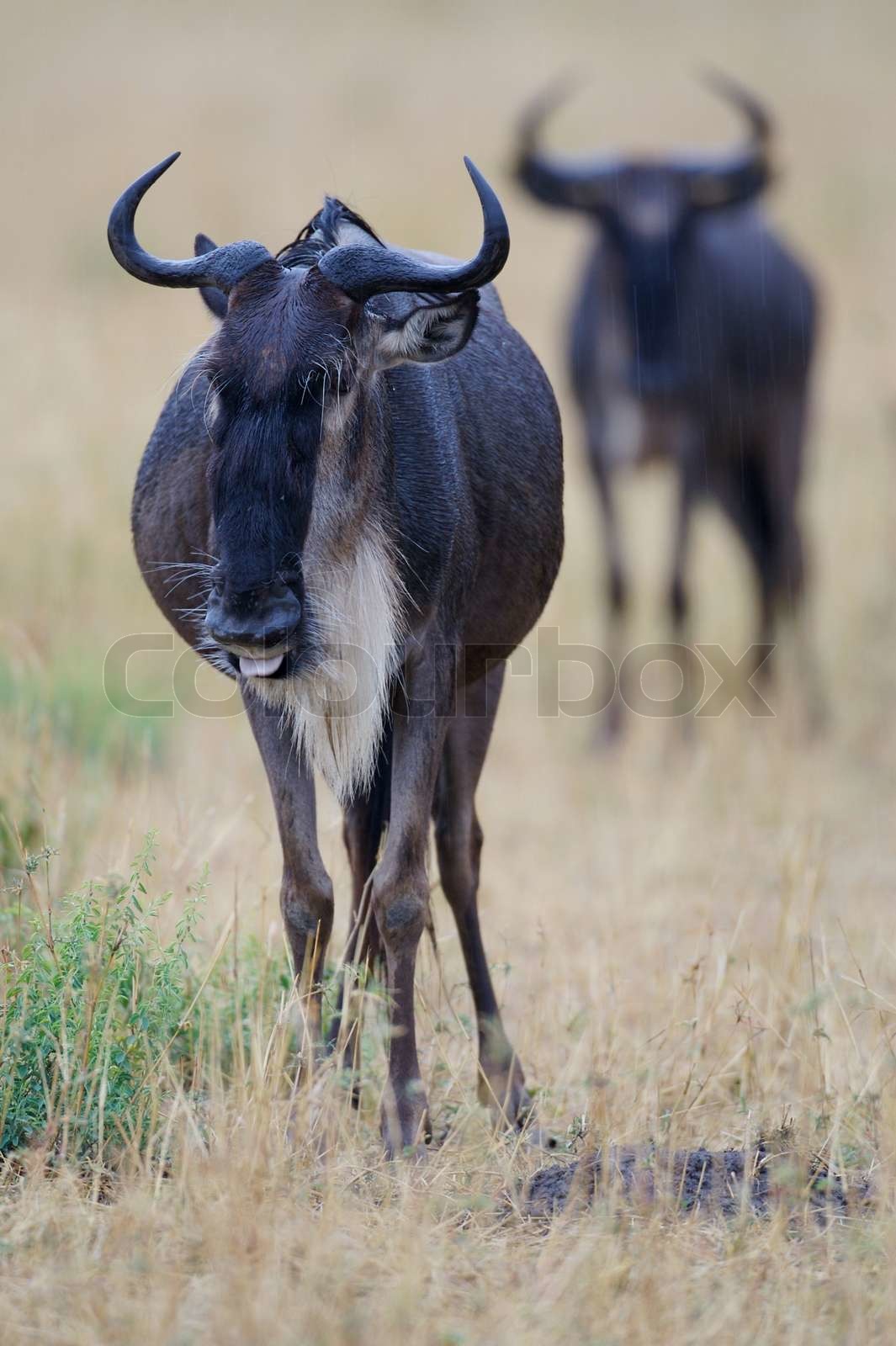 African Wilderbeast | Stock image | Colourbox