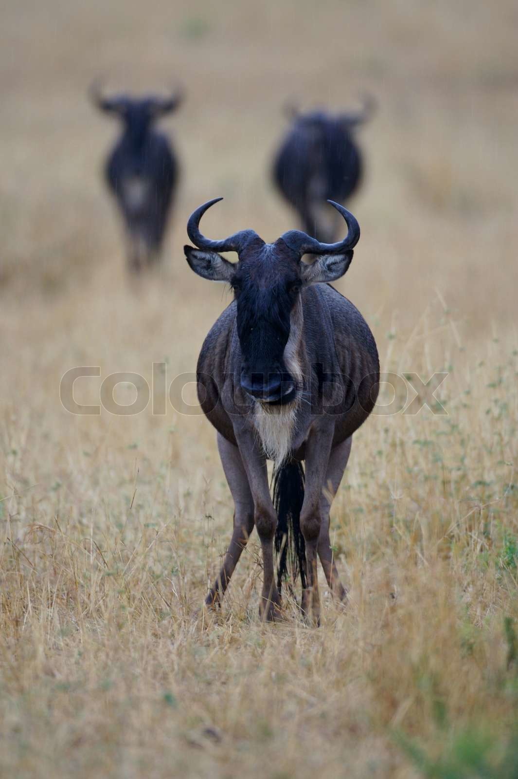 African Wilderbeast | Stock image | Colourbox