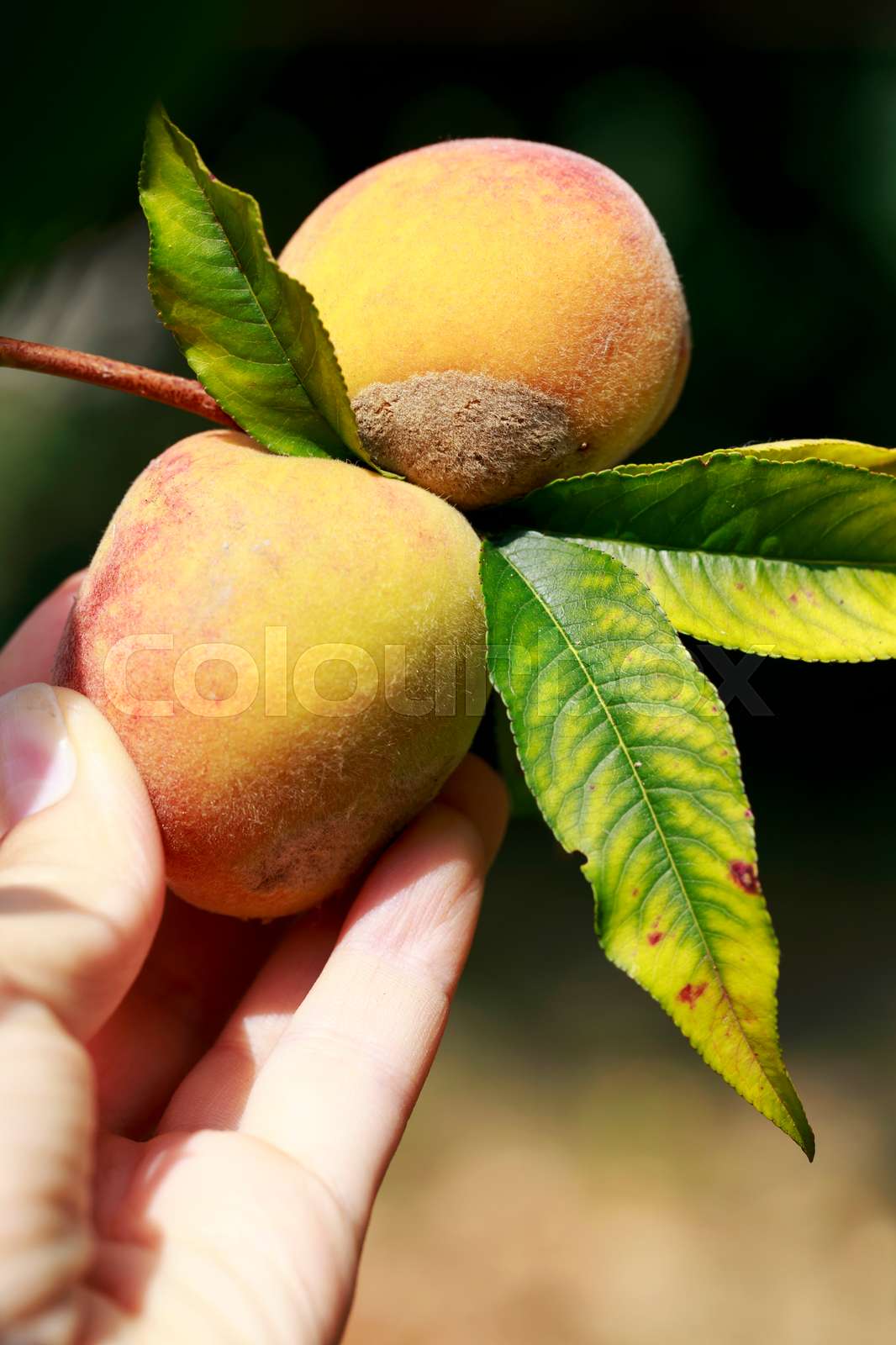 the rotten peach | Stock image | Colourbox