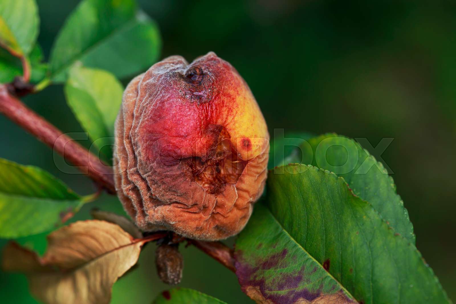 the rotten peach | Stock image | Colourbox