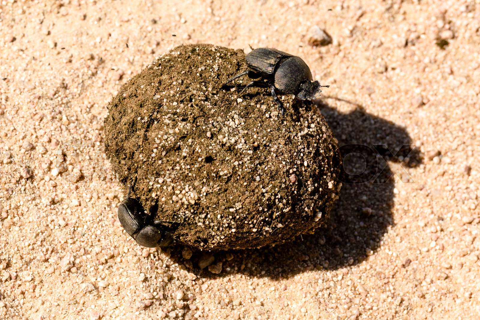 Dung beetles rolling their ball | Stock image | Colourbox